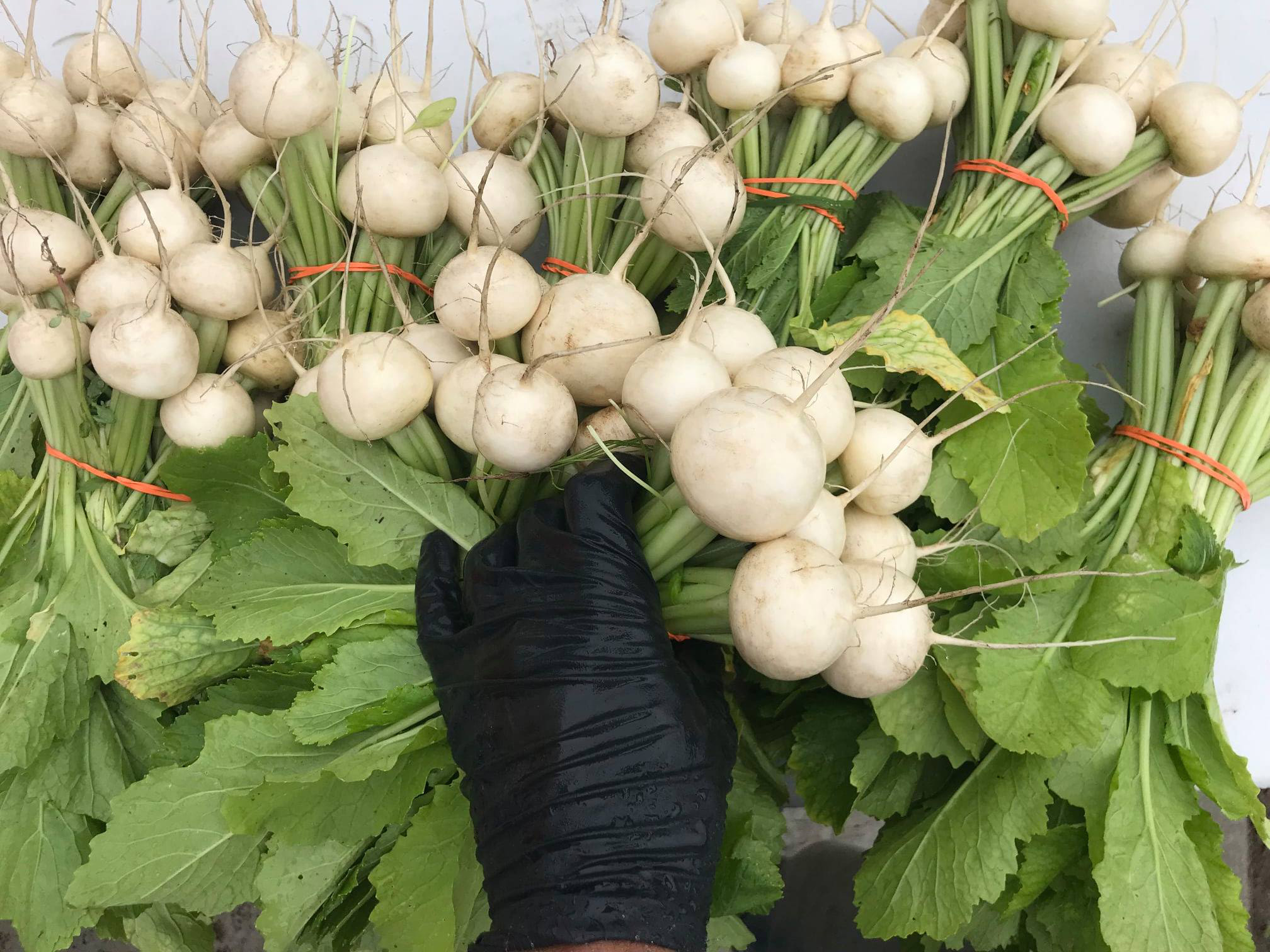 Lots of fresh local produce this week! - Second Season Farm